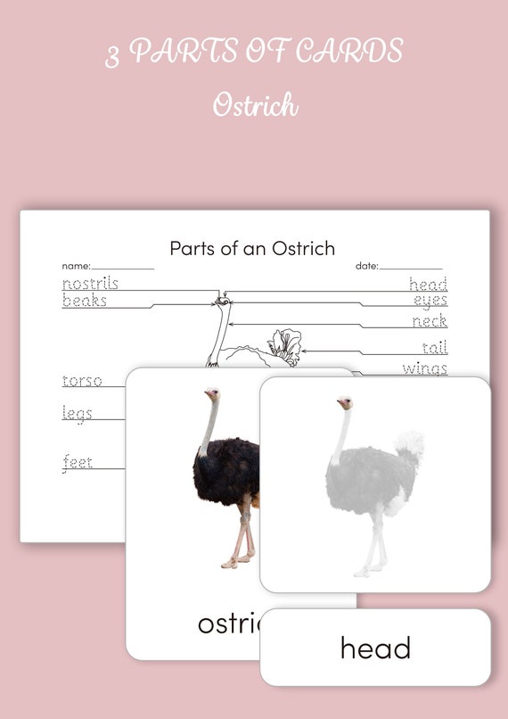Montessori 3 Part Cards Parts of an Ostrich | Etsy