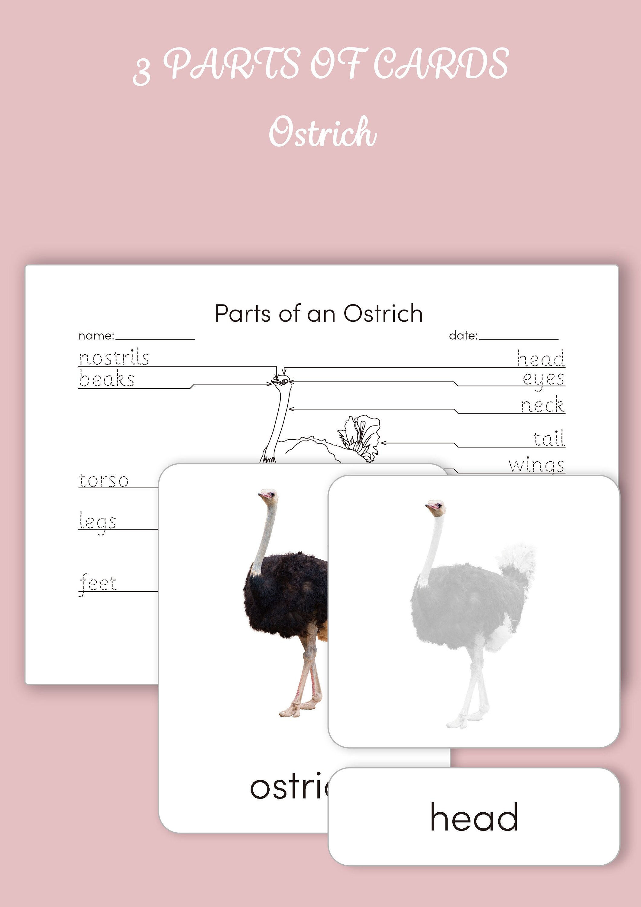 Montessori 3 Part Cards Parts of an Ostrich - Etsy