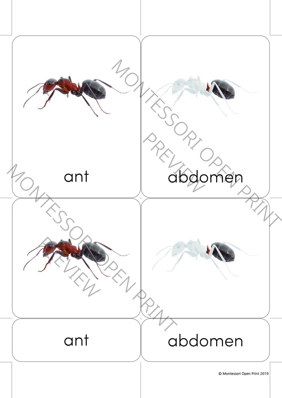 Montessori 3 Part Cards- Parts of an Ant - Etsy