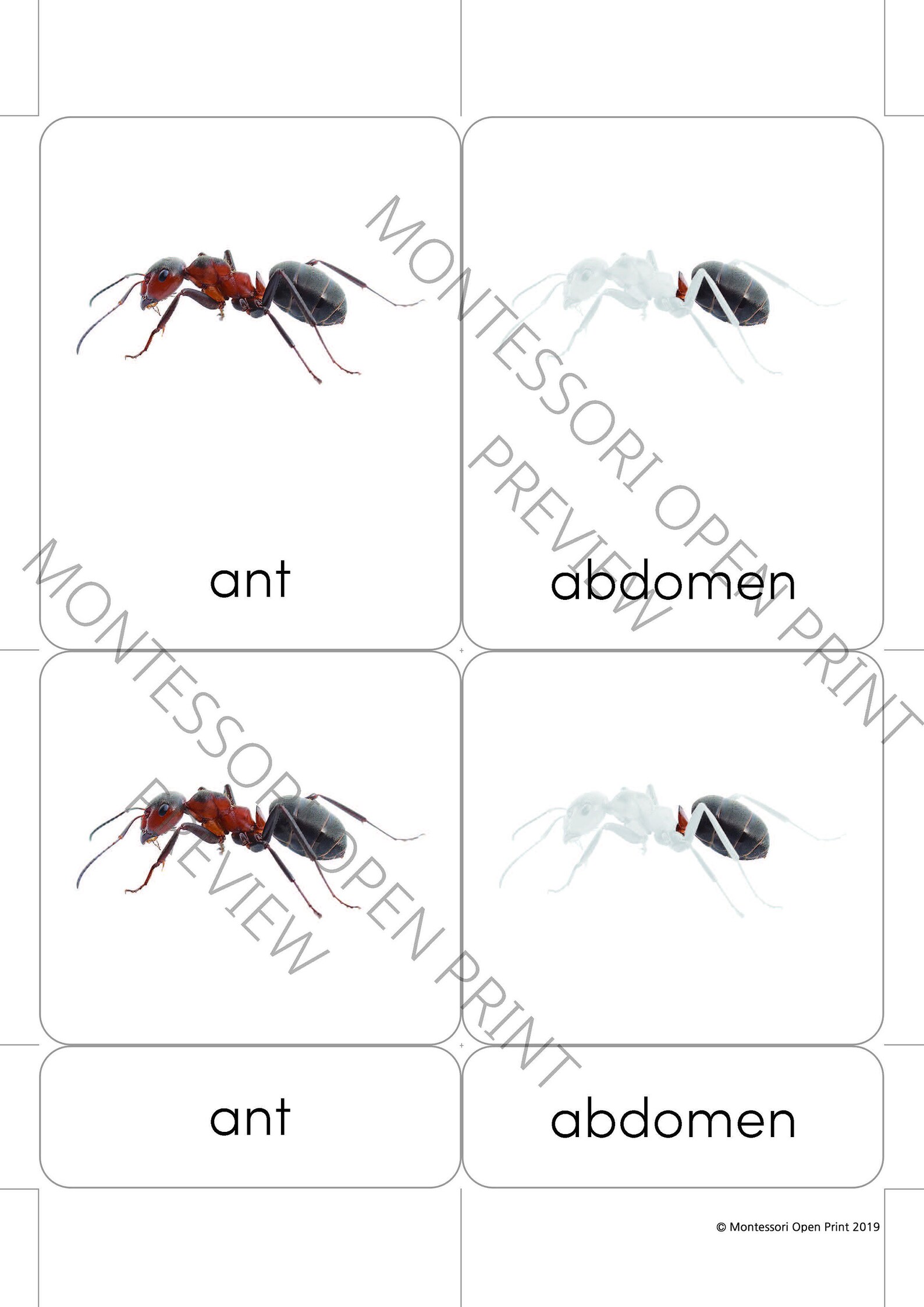 Montessori 3 Part Cards- Parts of an Ant - Etsy