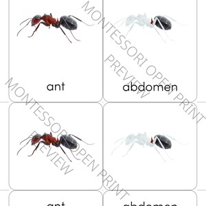 Montessori 3 Part Cards- Parts of an Ant - Etsy
