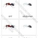 Montessori 3 Part Cards- Parts of an Ant - Etsy