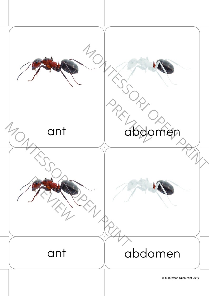 Montessori 3 Part Cards- Parts of an Ant - Etsy
