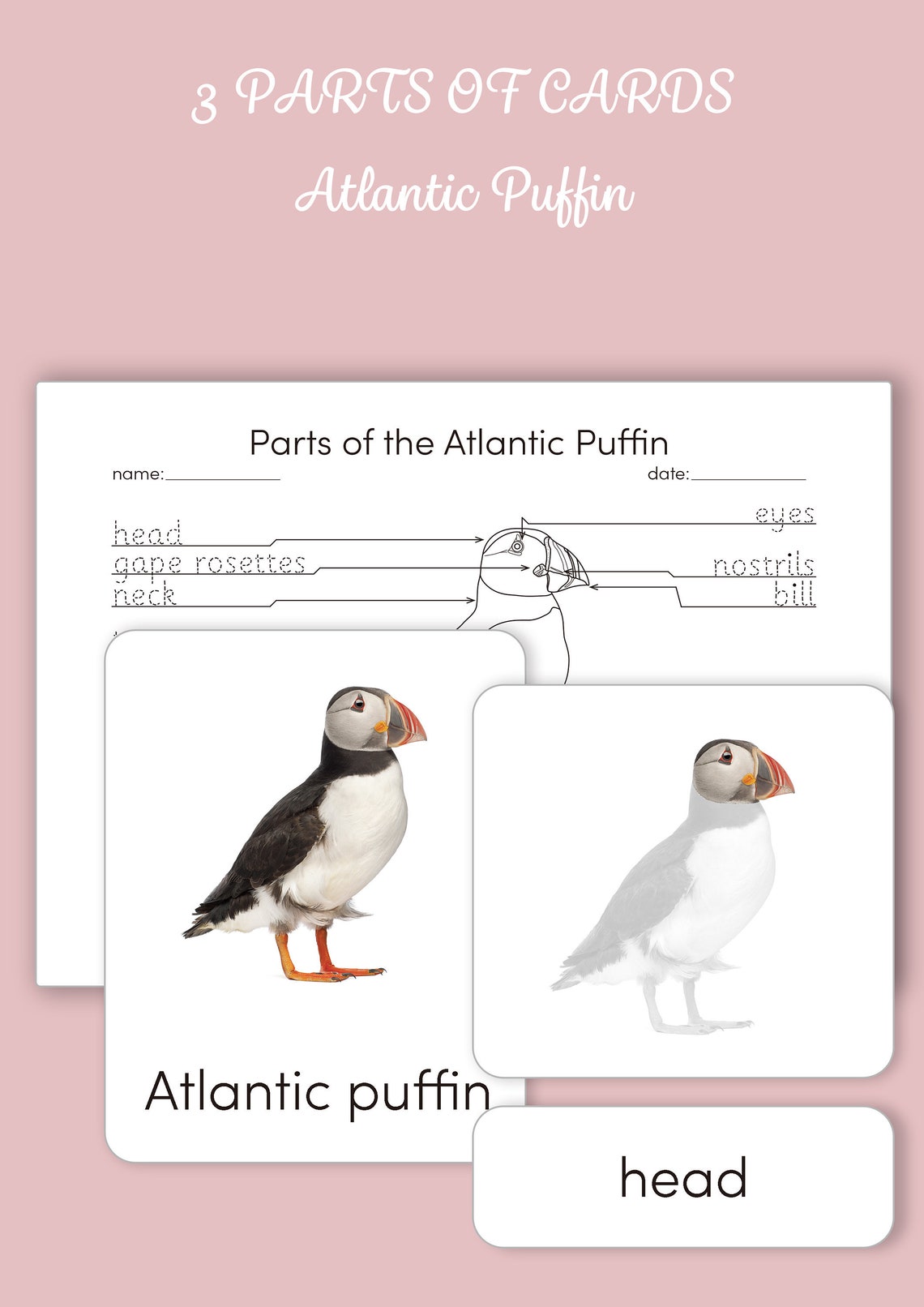 Montessori 3 Part Cards Parts of the Atlantic Puffin - Etsy