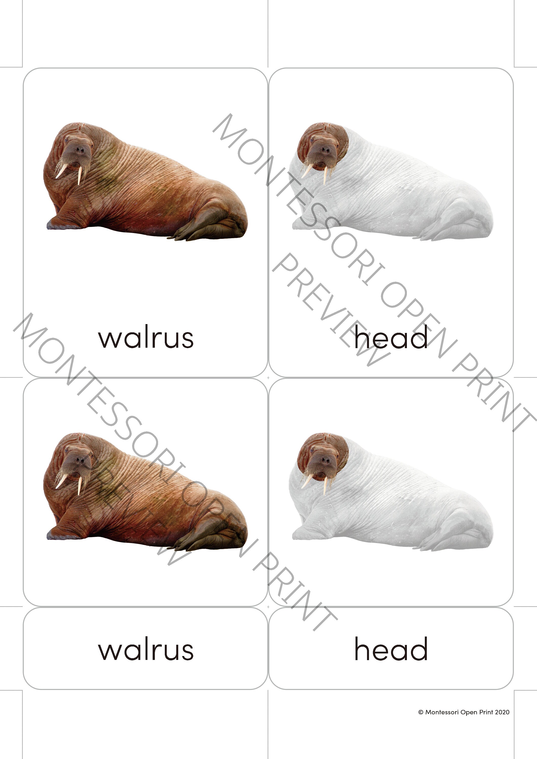 Montessori 3 Part Cards Parts of a Walrus - Etsy UK