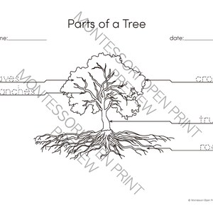 Montessori 3 Part Cards Parts of a Tree - Etsy