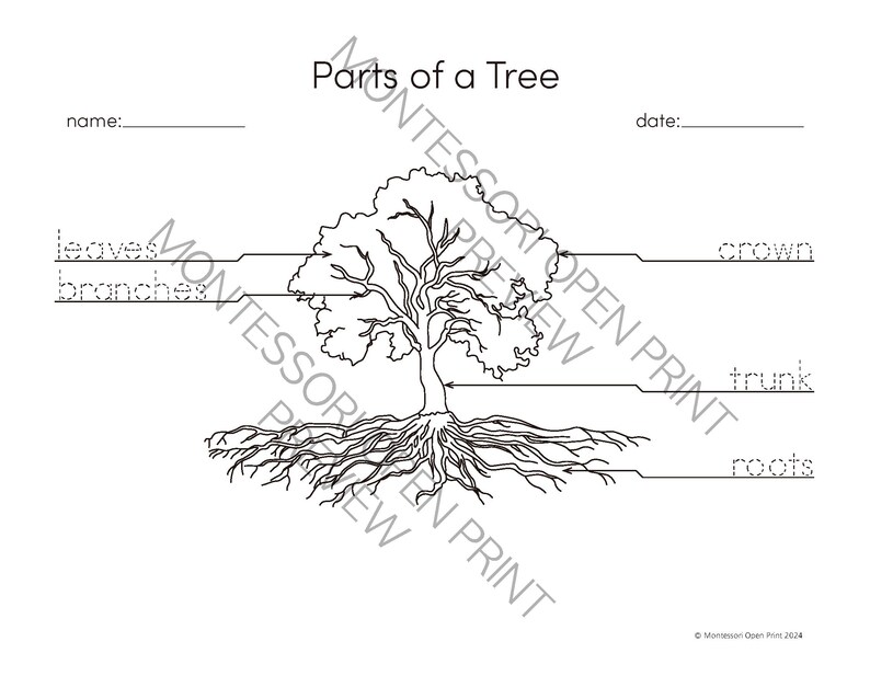 Montessori 3 Part Cards- Parts of a Tree - Etsy
