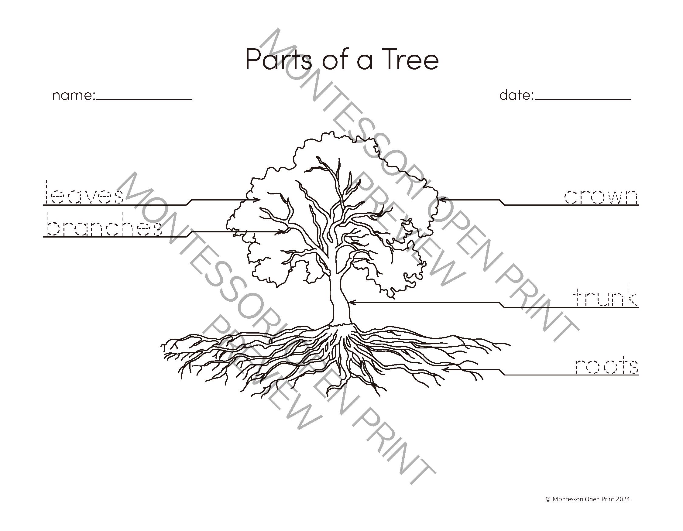 Montessori 3 Part Cards- Parts of a Tree - Etsy