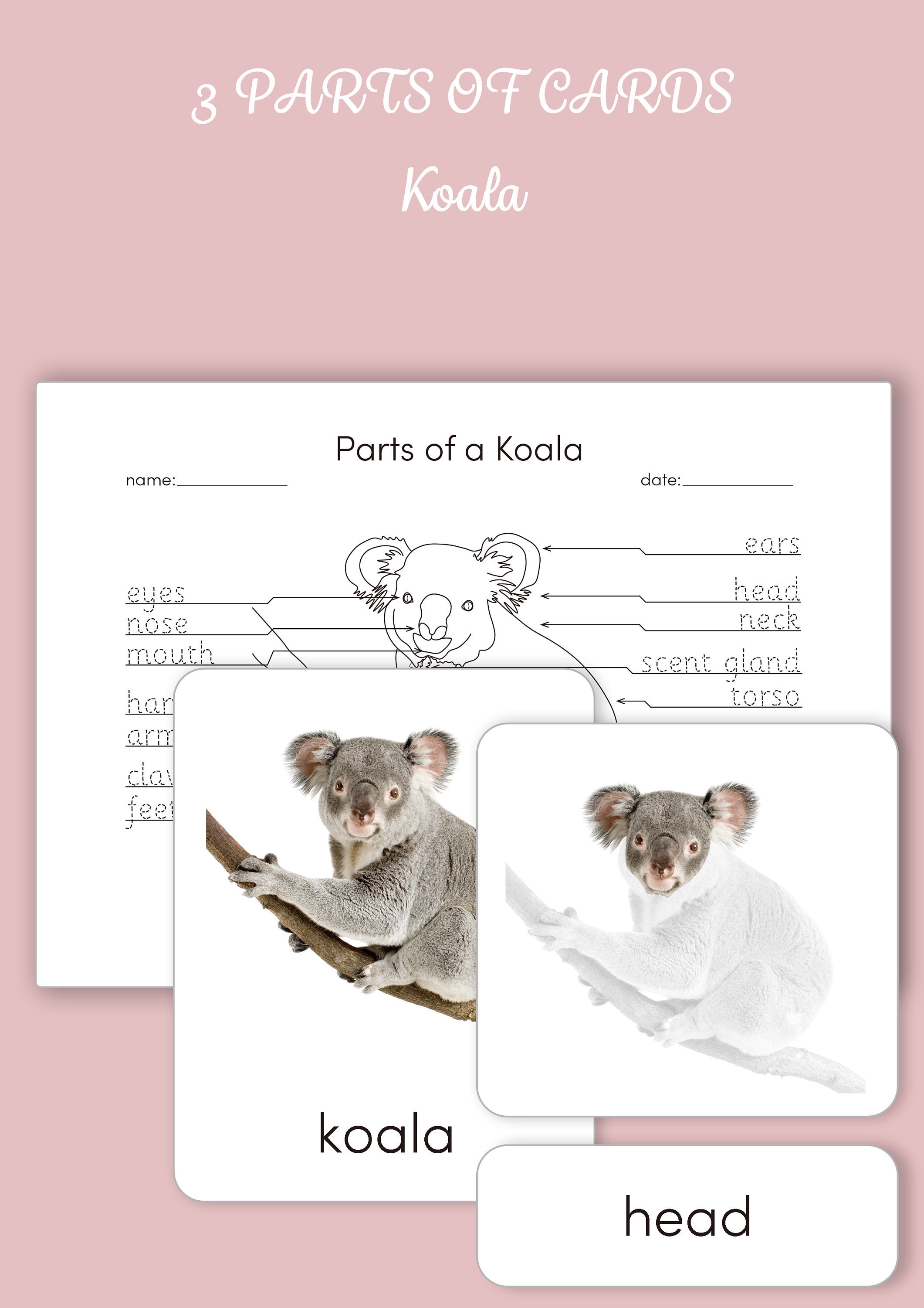 Montessori 3 Part Cards Parts of a Koala - Etsy
