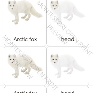 Montessori 3 Part Cards Parts of the Arctic Fox - Etsy