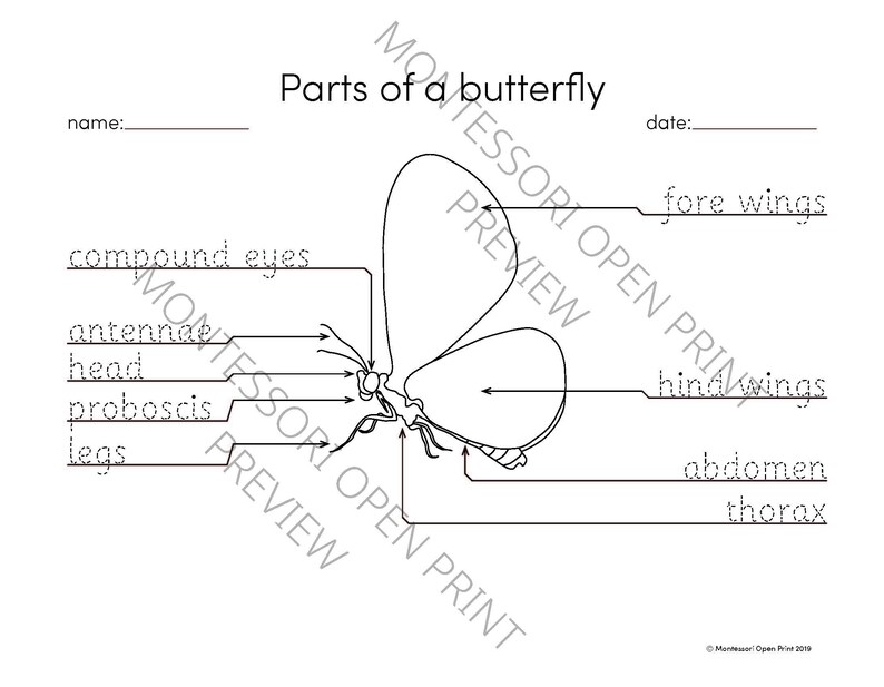 Montessori 3 Part Cards Parts of a Butterfly - Etsy