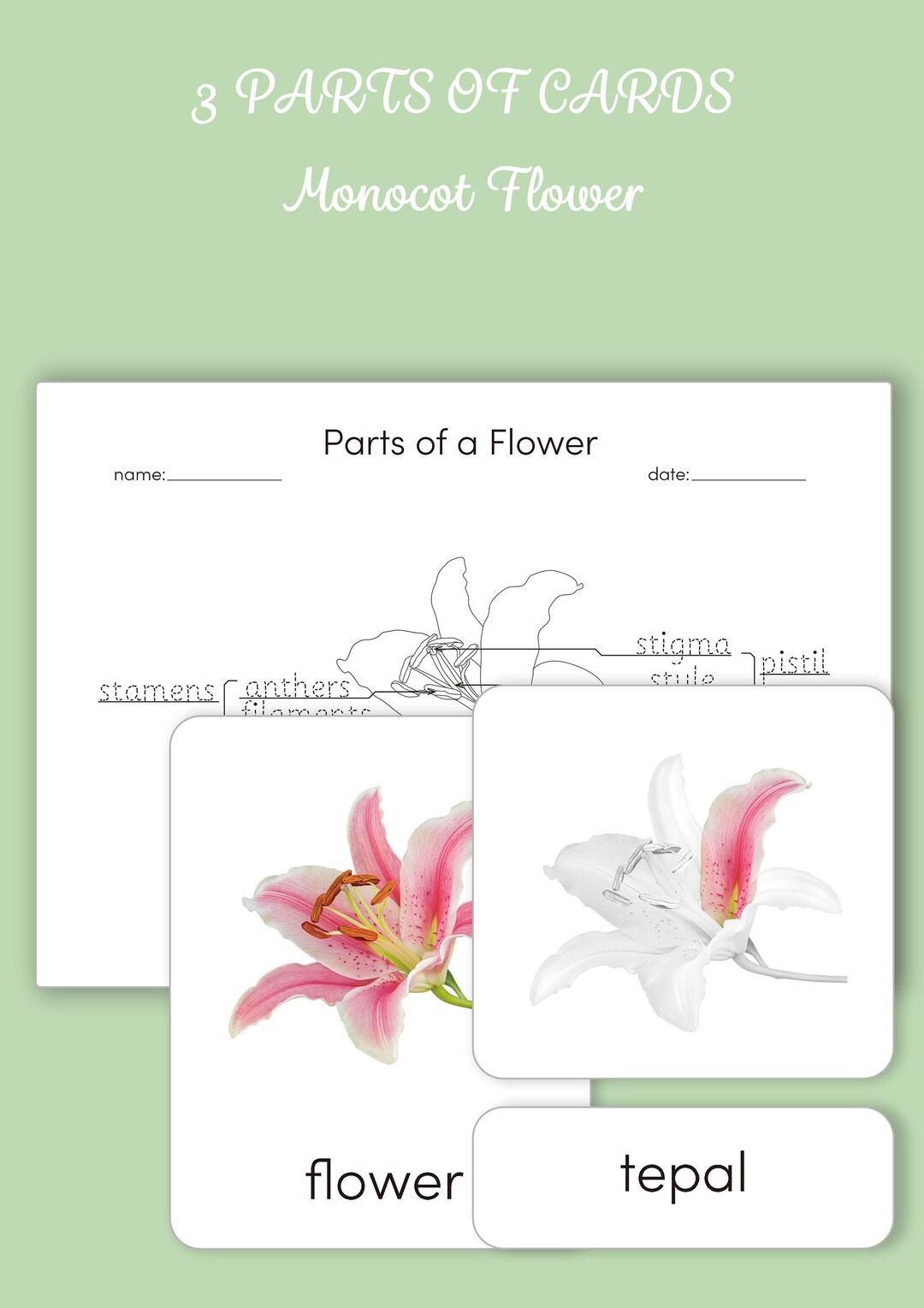Montessori 3 Part Cards Parts of a Monocot Flower - Etsy
