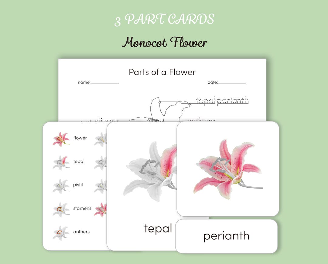 Montessori 3 Part Cards Parts of a Monocot Flower - Etsy