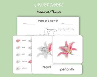 Parts of a Flower-montessori 3-part-cards - Etsy