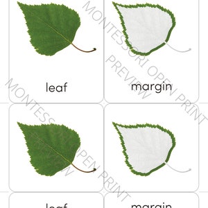 Montessori 3 Part Cards Parts of a Leaf - Etsy
