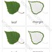 Montessori 3 Part Cards Parts of a Leaf - Etsy