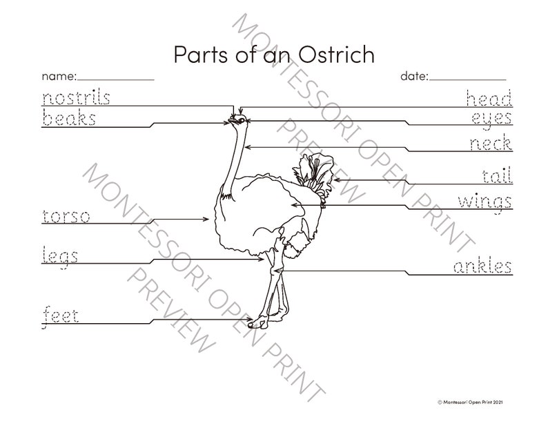 Montessori 3 Part Cards Parts of an Ostrich - Etsy
