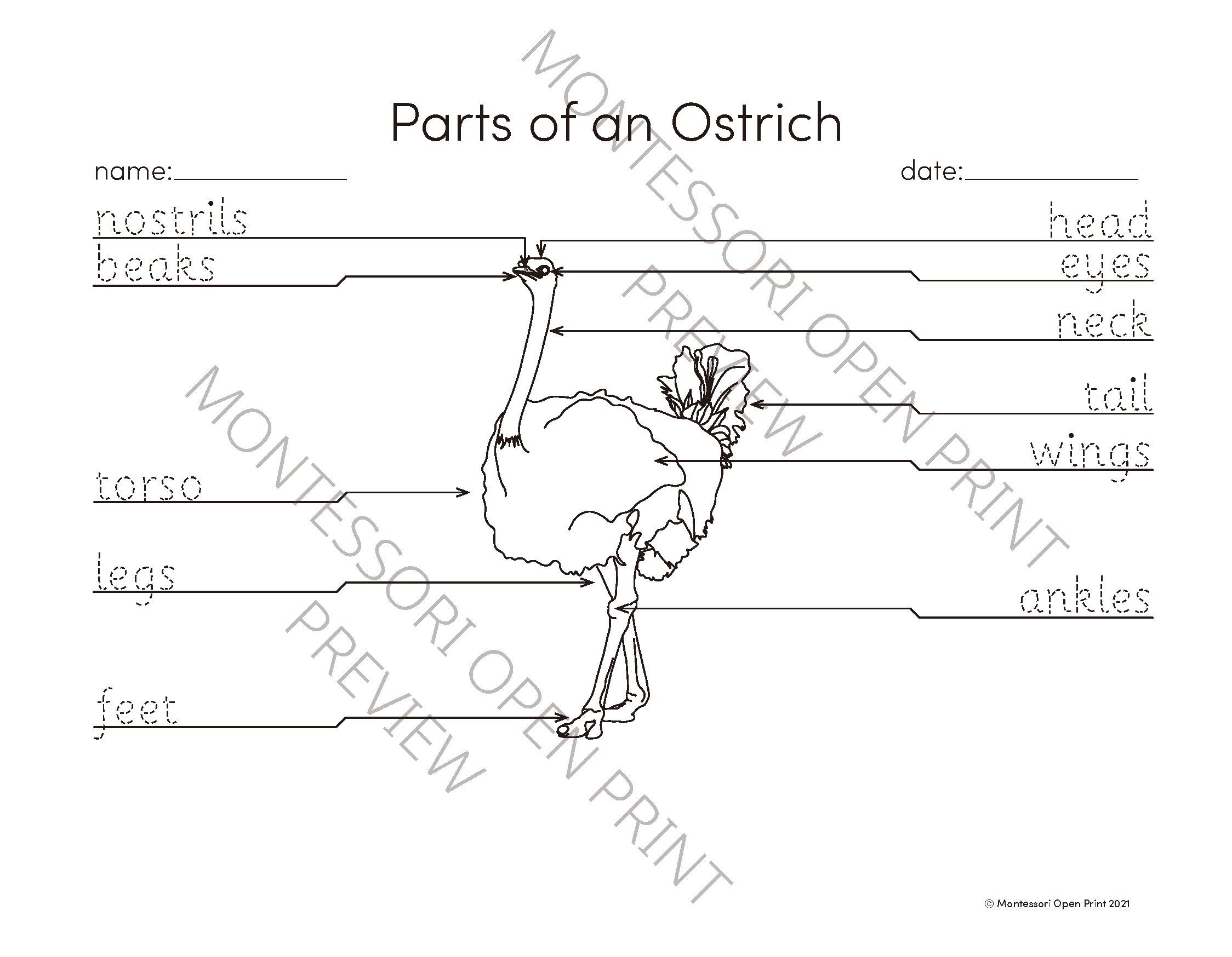 Montessori 3 Part Cards Parts of an Ostrich - Etsy