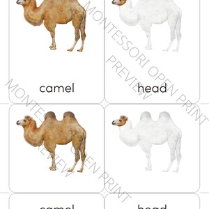 Montessori 3 Part Cards Parts of a Camelbactrian - Etsy