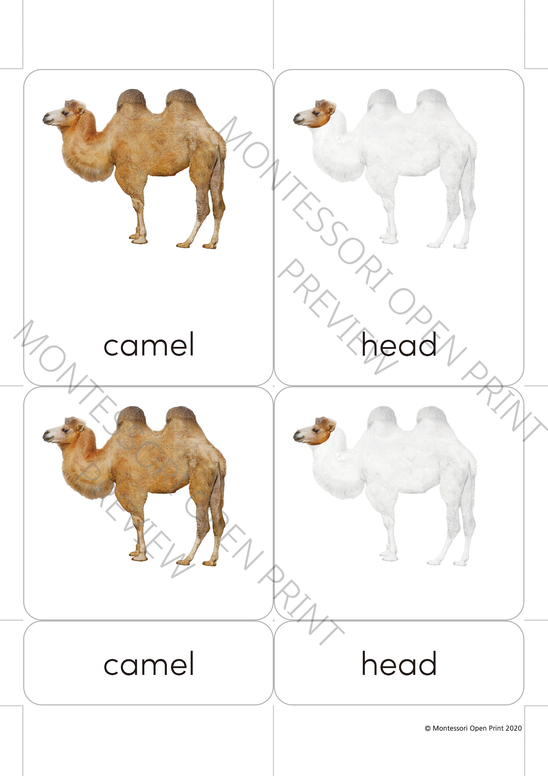 Montessori 3 Part Cards Parts of a Camelbactrian - Etsy