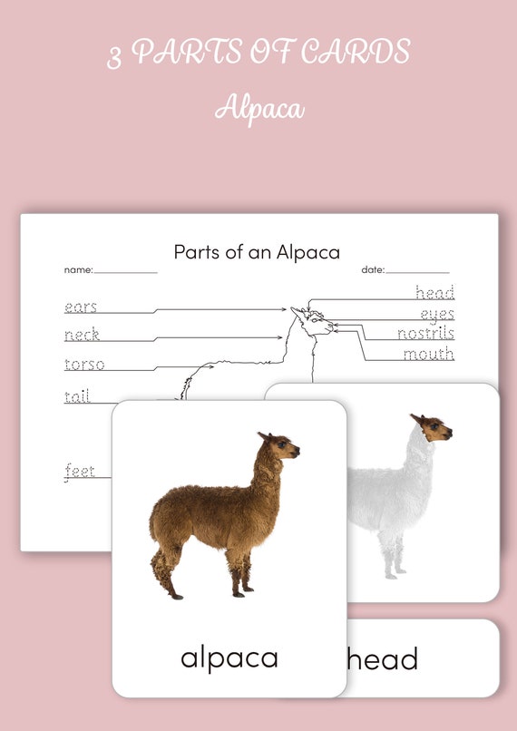 Montessori 3 Part Cards Parts of an Alpaca - Etsy