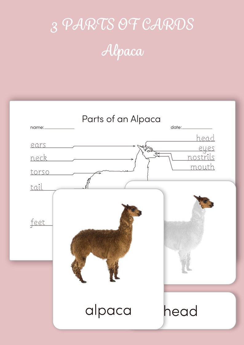 Montessori 3 Part Cards- Parts of an Alpaca - Etsy