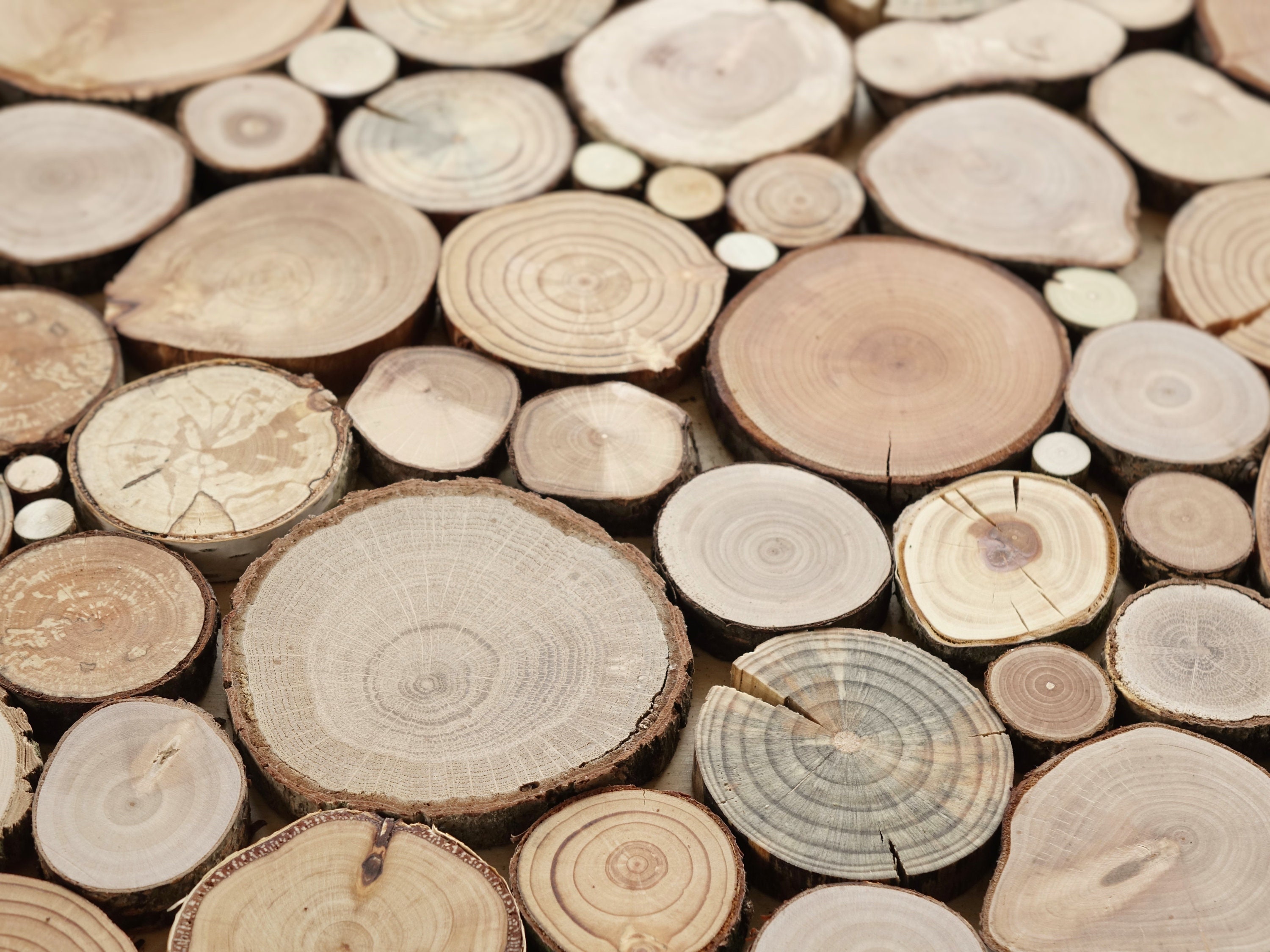 Wood Wall Art Set of 2 Wood Wall Hanging Tree Rounds Wall - Etsy