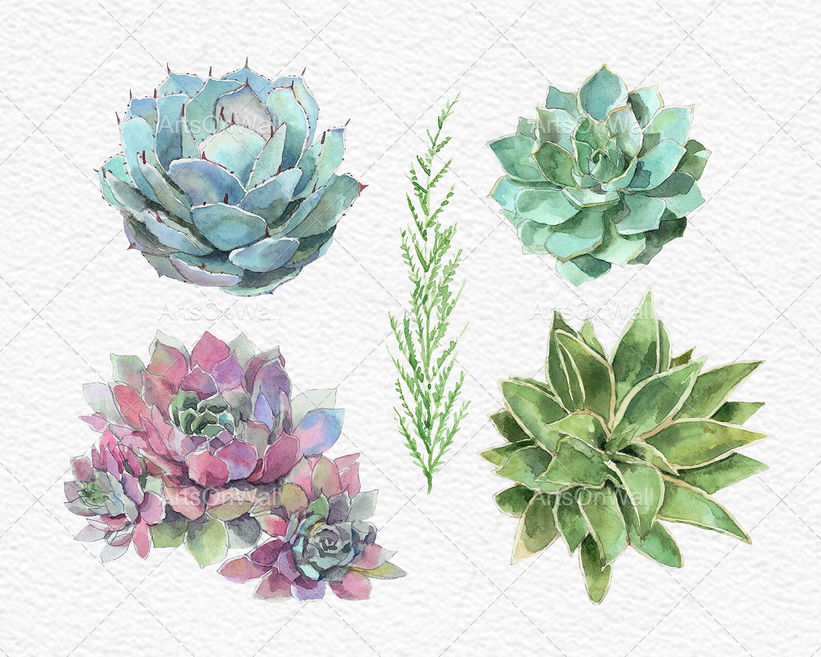 Watercolor Succulents Clipart Hand-painted Floral - Etsy