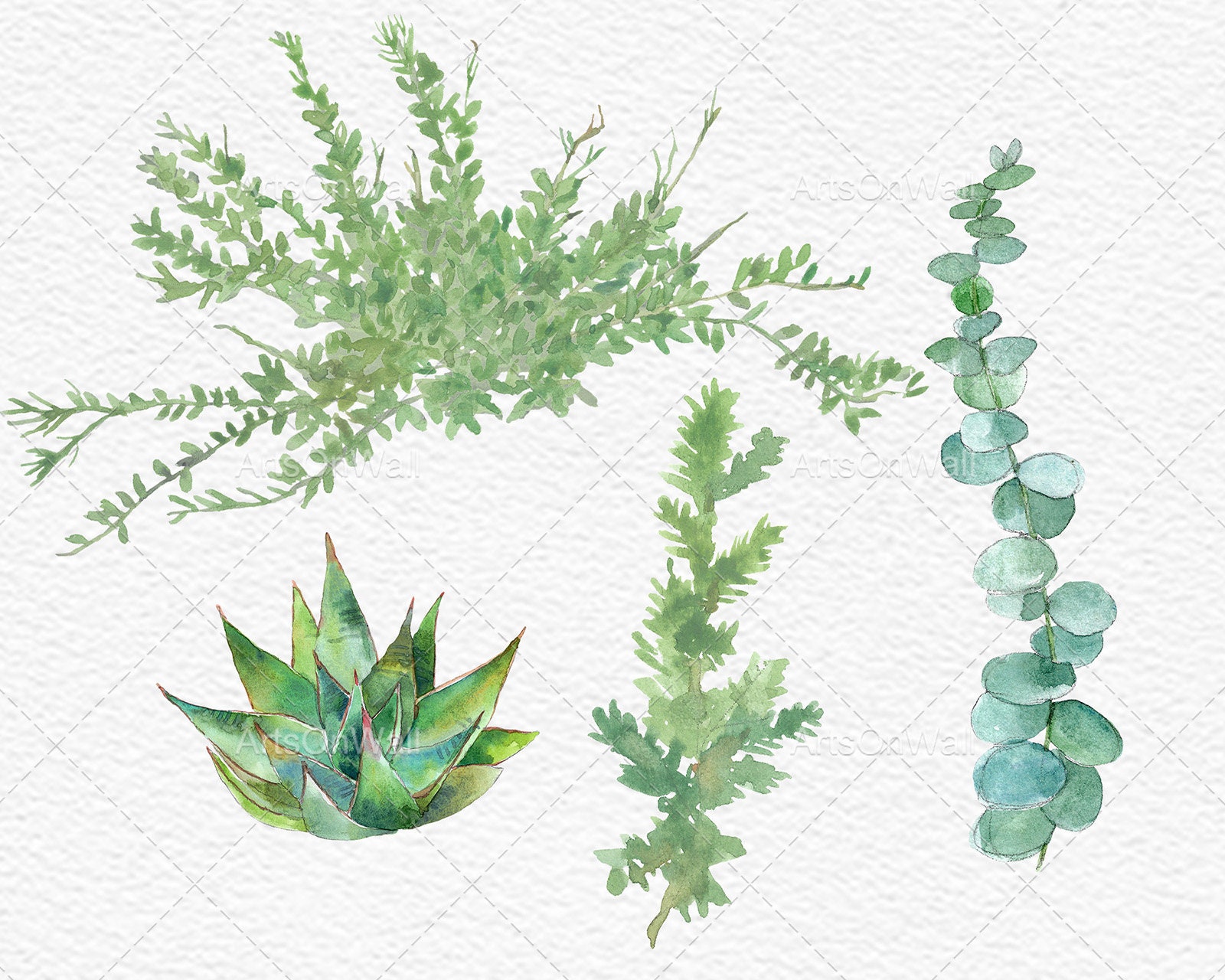 Watercolor Succulents Clipart Hand-painted Floral - Etsy