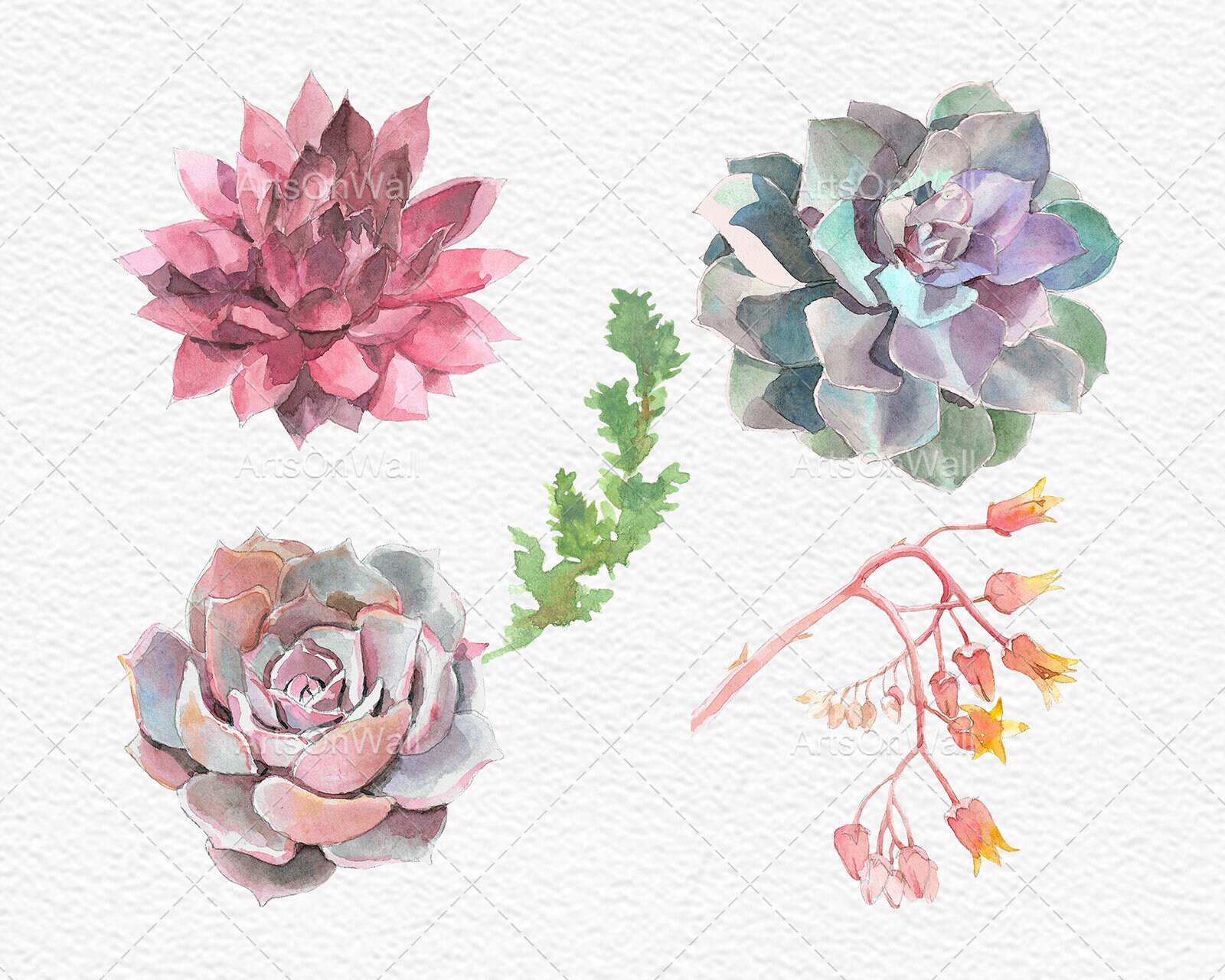 Watercolor Succulents Clipart Hand-painted Floral - Etsy