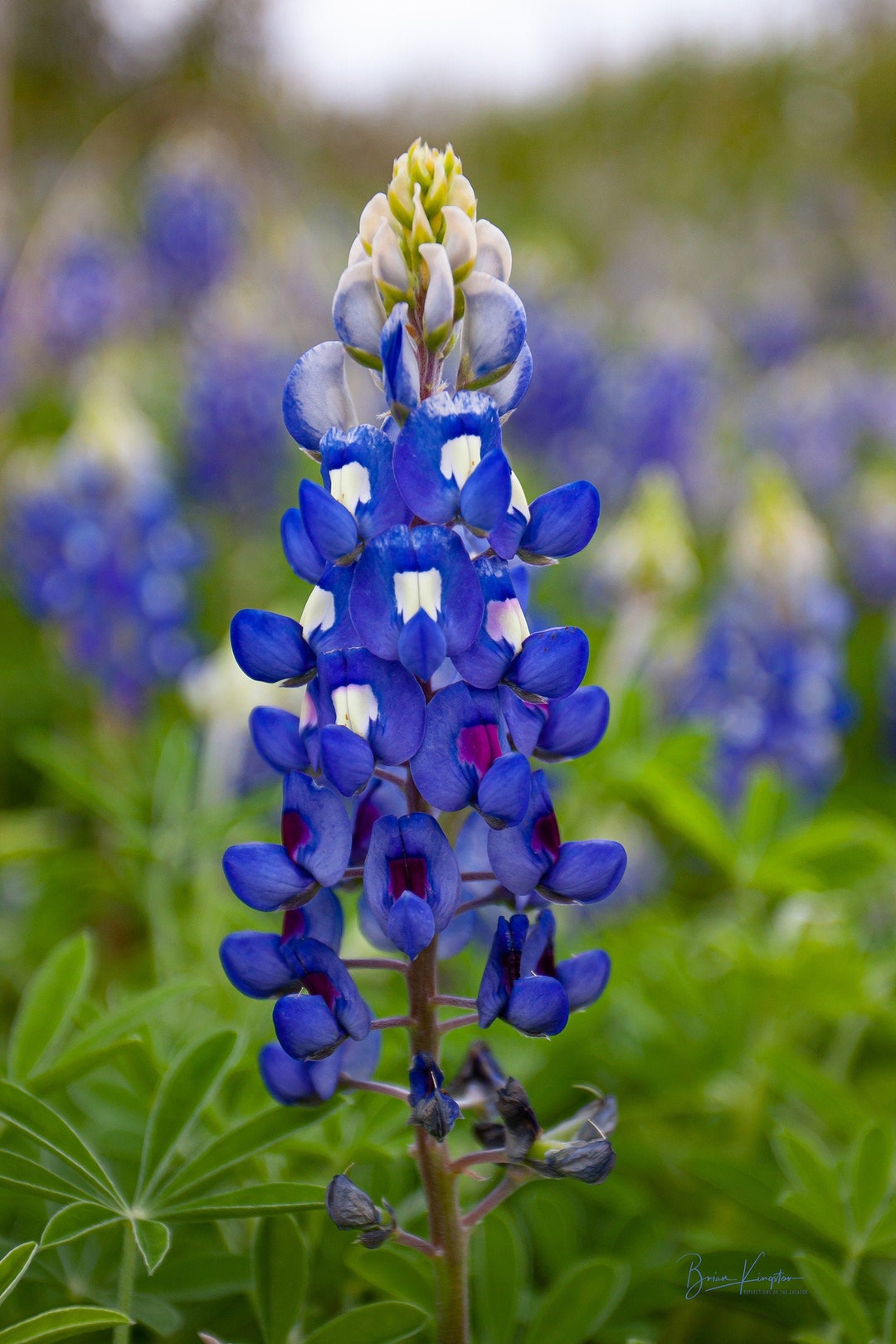 Texas Bluebonnet - Digital Download - Etsy