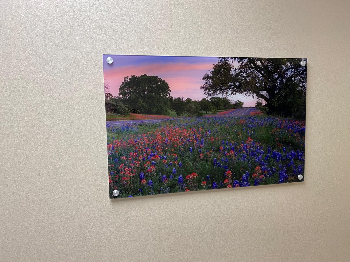 Texas Highway 16 Wildflowers - Etsy
