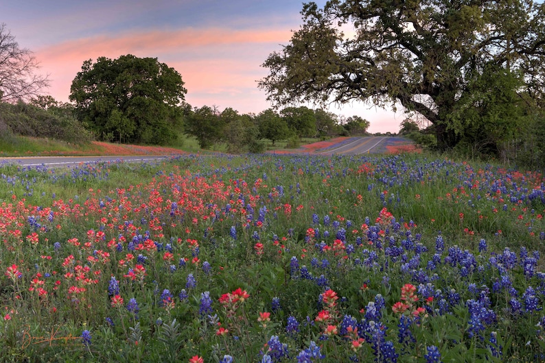 Texas Highway 16 Wildflowers - Etsy
