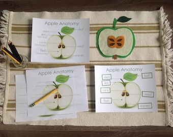 Apple Life Cycle Mini Study - Etsy
