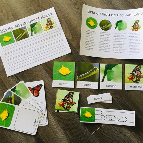 Butterfly Life Cycle in Spanish - Etsy