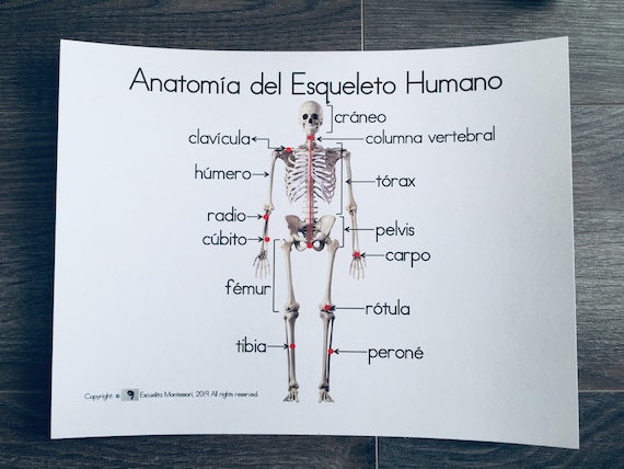 Human Ribs In Spanish