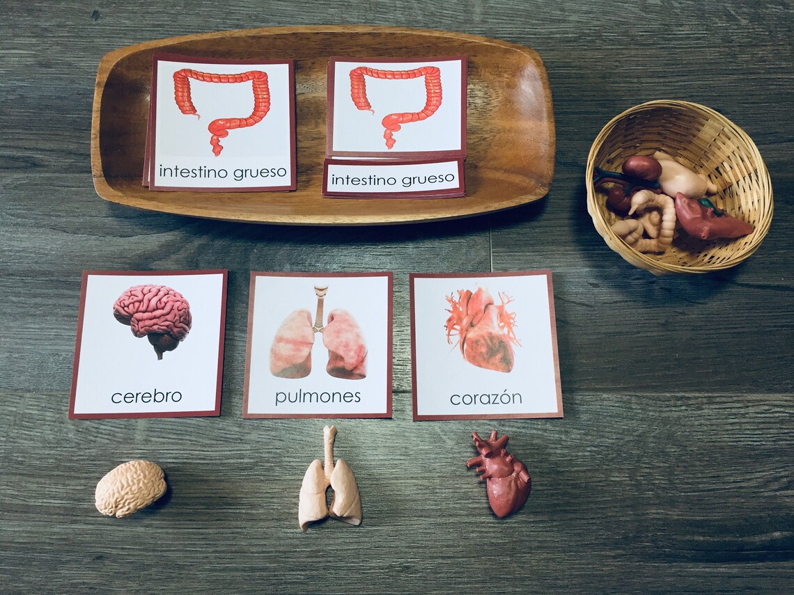 Human Organs 3-part Cards Spanish - Etsy