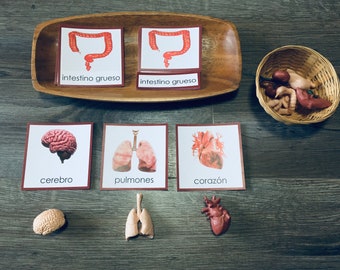 Spanish Human Organs Identification Toob Cards En Espanol Instant