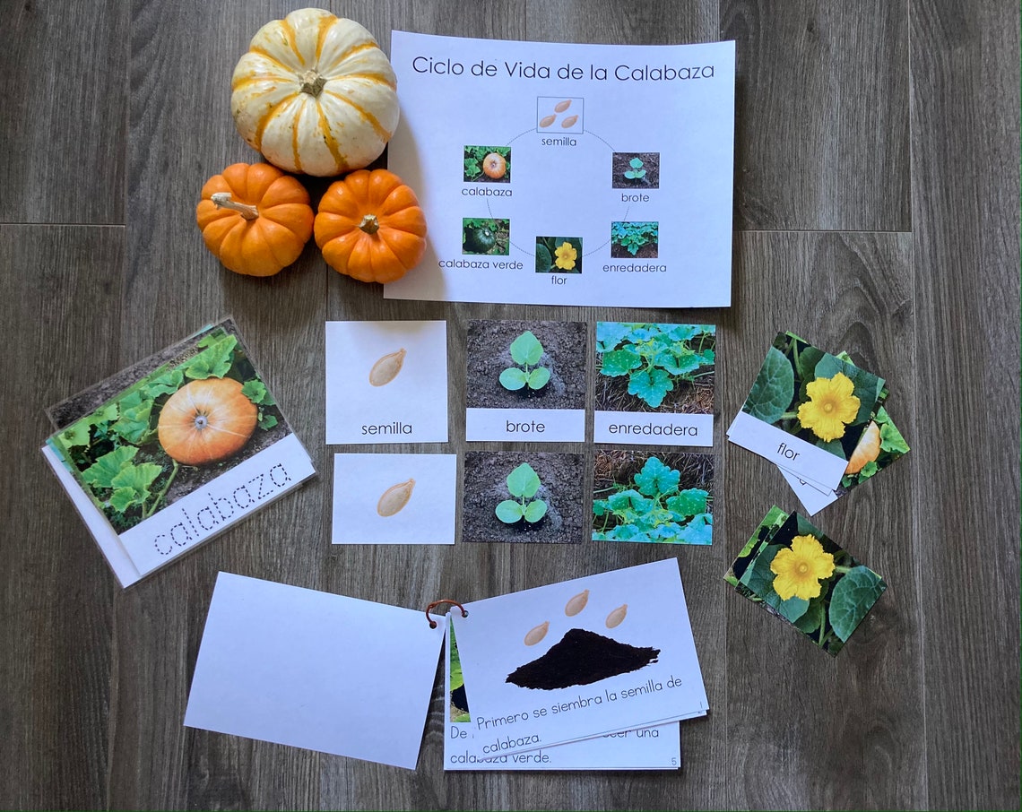 Pumpkin Life Cycle Pack in Spanish - Etsy