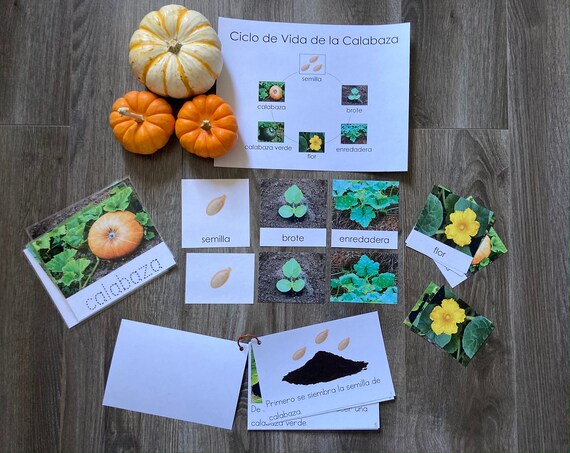 Pumpkin Life Cycle Pack in Spanish | Etsy
