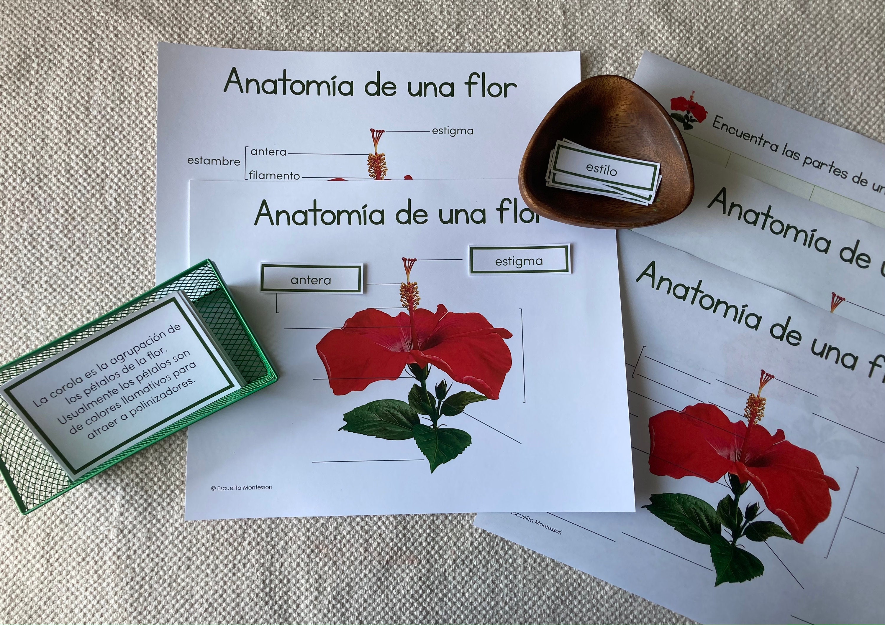 Anatomy of a Flower in Spanish (print) - Etsy