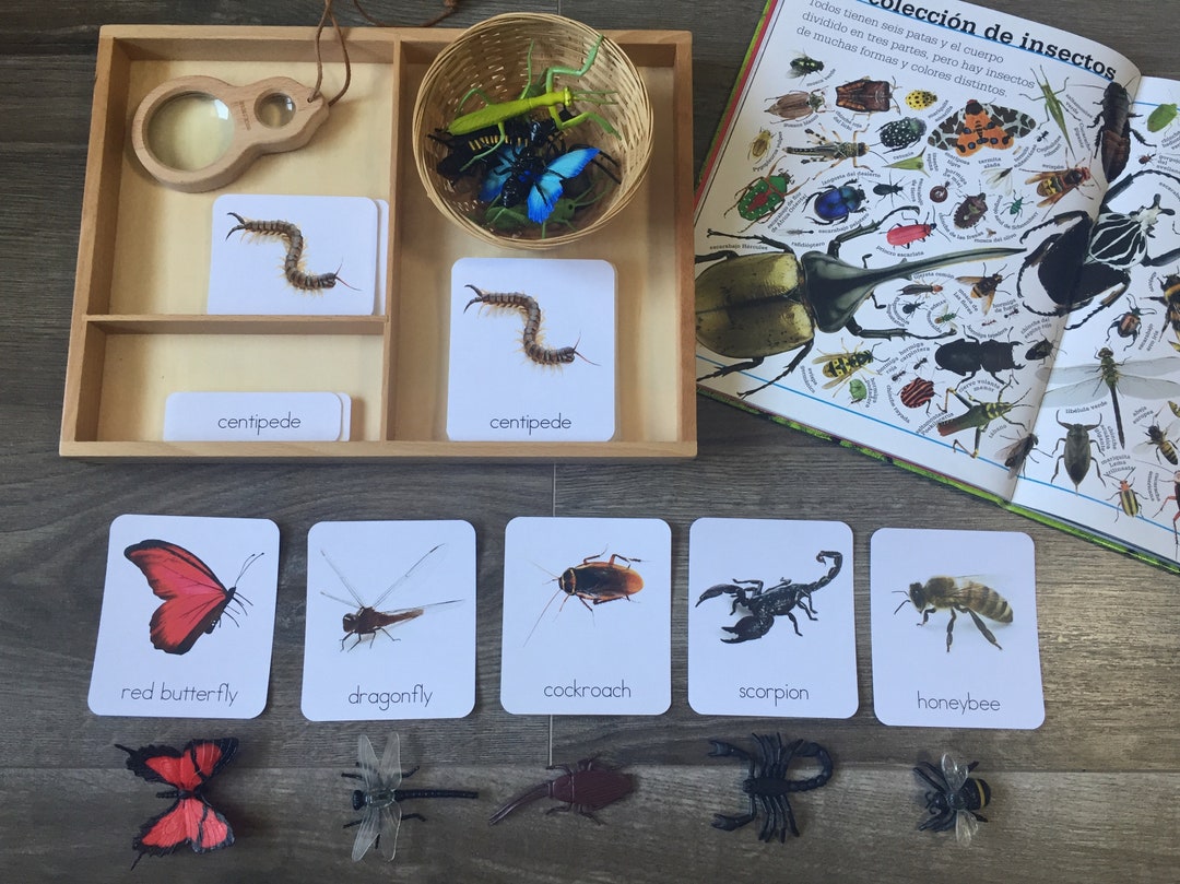 Insect 3-part Cards in English - Etsy