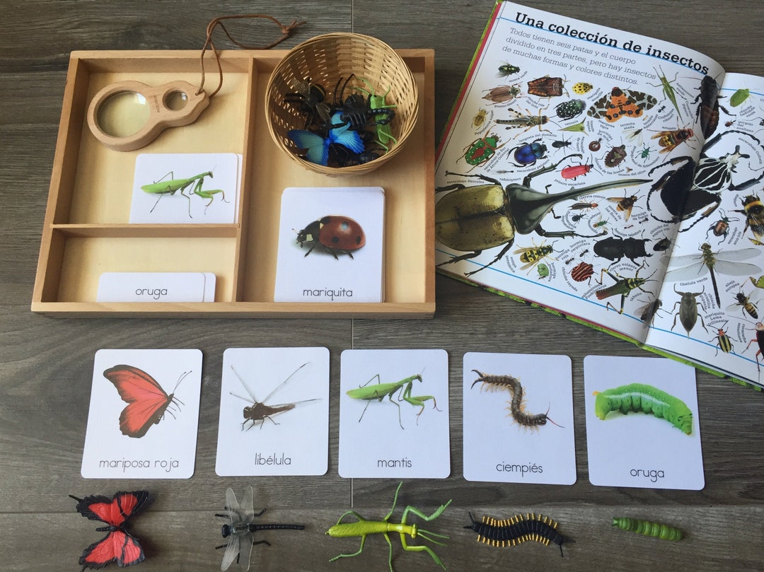 Insect Safari Toob 3-part Cards Spanish - Etsy