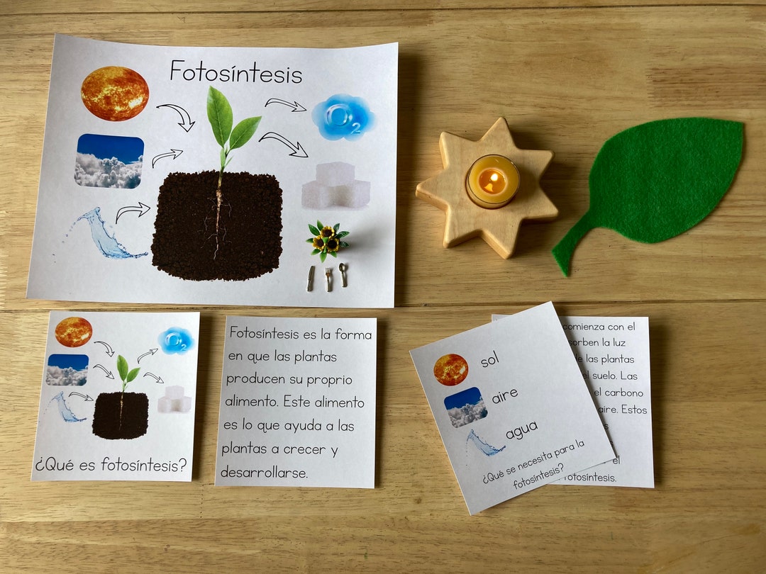 Photosynthesis Learning Pack (spanish) - Etsy