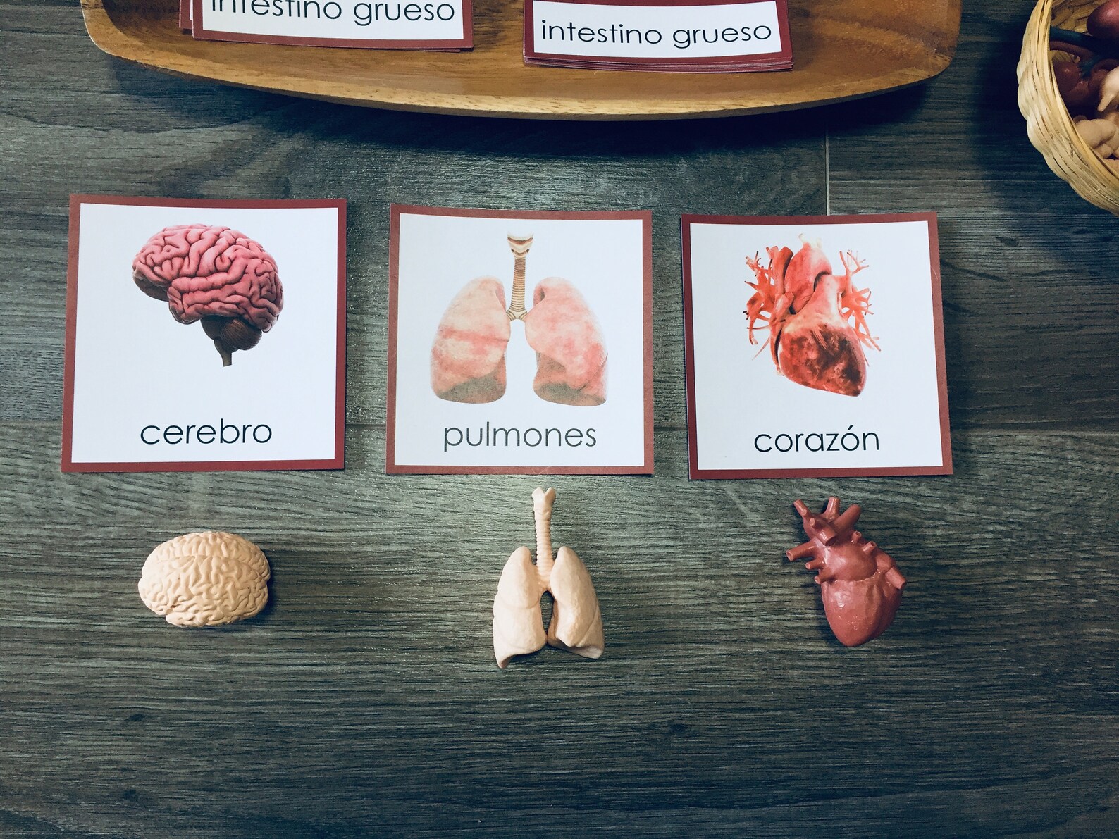 Human Organs 3-part Cards Spanish - Etsy