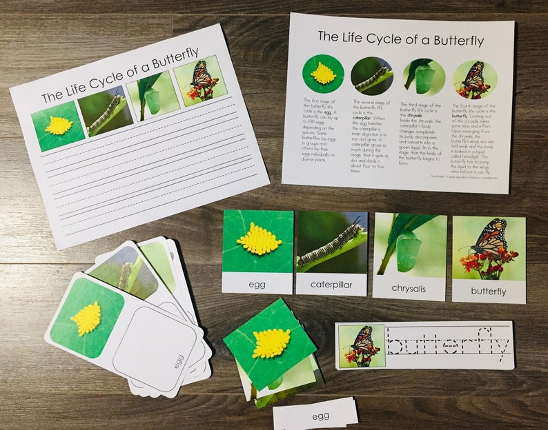 The Life Cycle of a Butterfly in English - Etsy