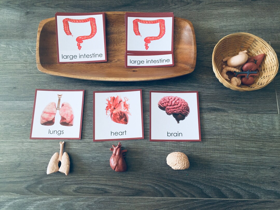 Human Organs 3-part Cards English - Etsy