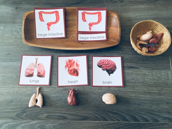 Human Organs 3-part Cards English | Etsy