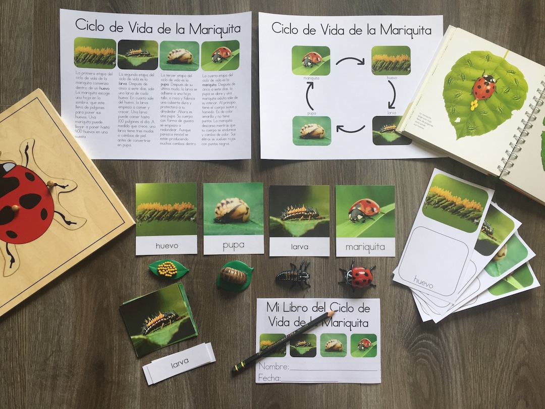 Ciclo De Vida De La Mariquita (spanish) - Etsy