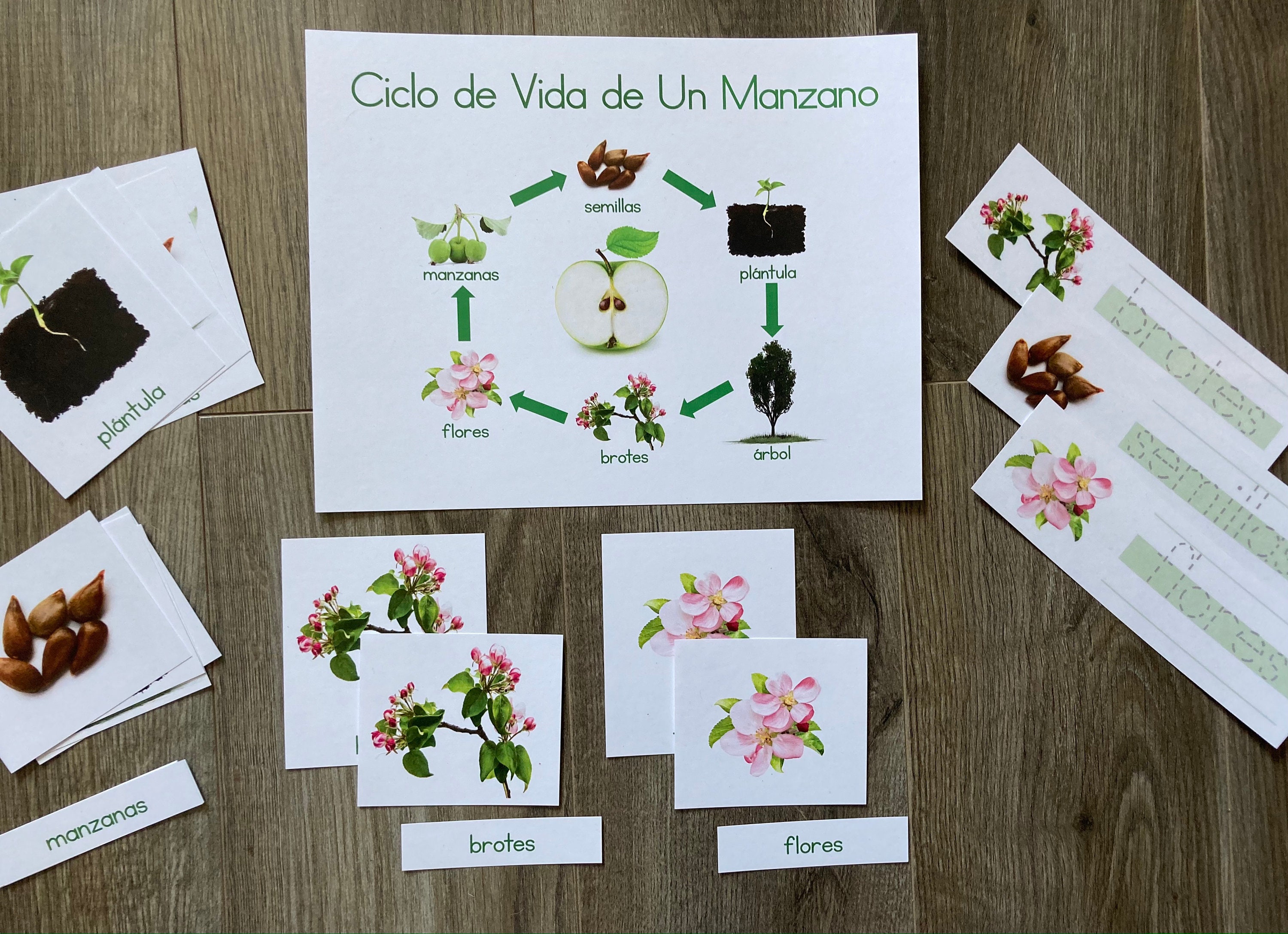 Apple Tree Life Cycle Pack in Spanish - Etsy